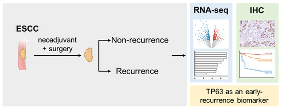 The Expression of TP63 as a Biomarker of Early Recurrence in Resected ...