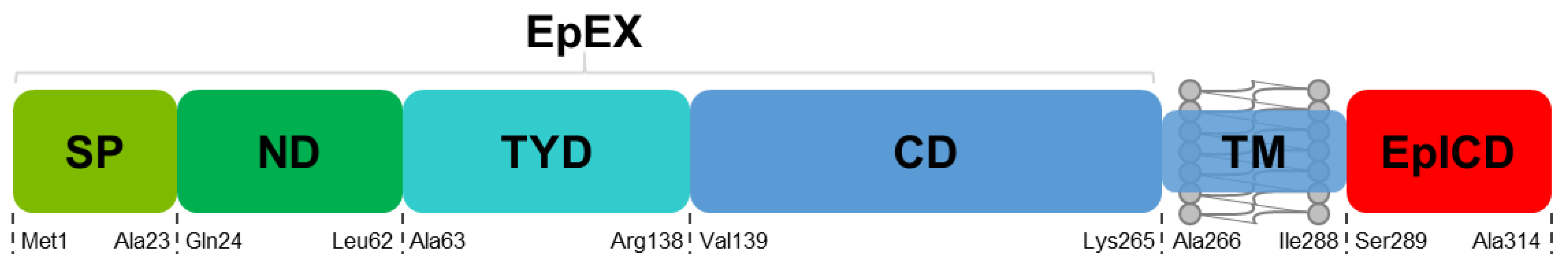 Regulation of the Function and Expression of EpCAM
