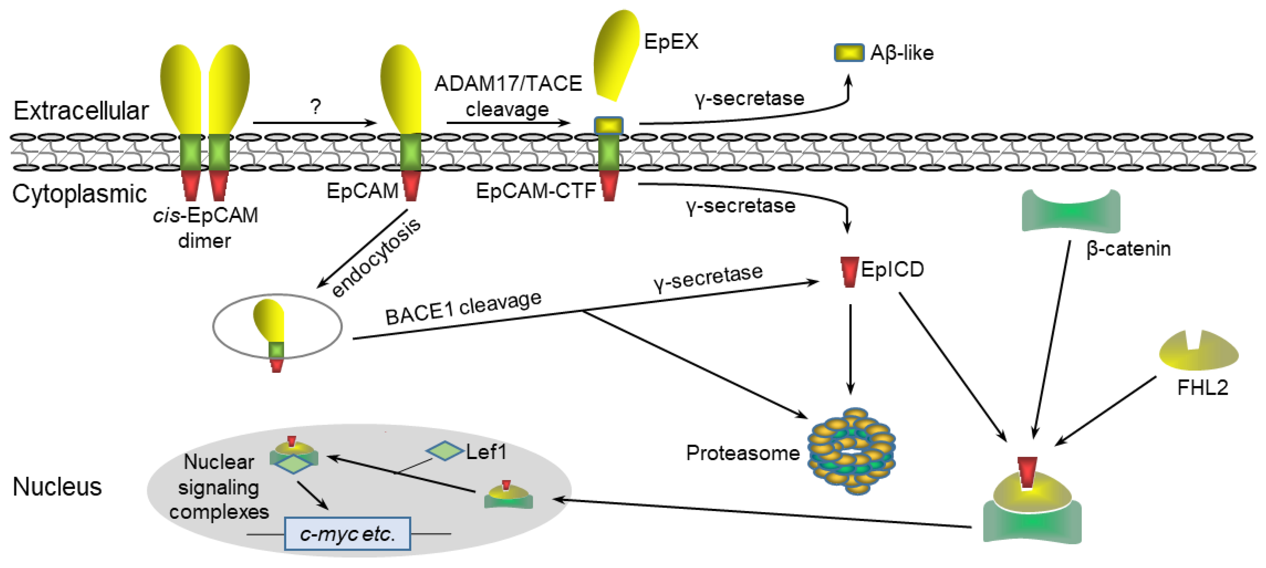 Regulation of the Function and Expression of EpCAM