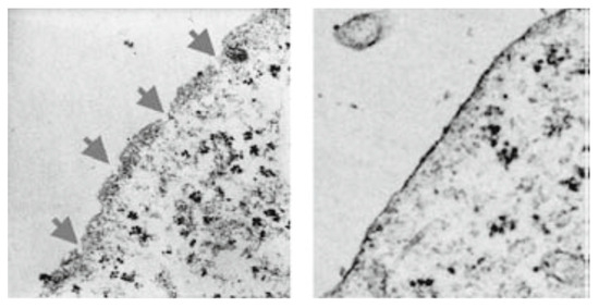 Biomedicines | Free Full-Text | Poptosis or Peptide-Induced ...