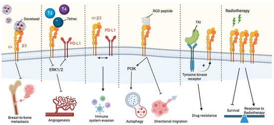 Biomedicines | Free Full-Text | The Role of αvβ3 Integrin in Cancer ...