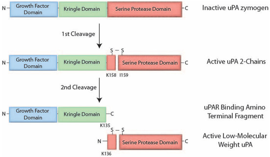Urokinase-Type Plasminogen Activator Receptor (uPAR) in Inflammation ...