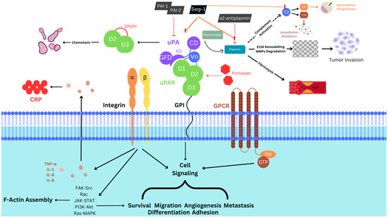 Urokinase-Type Plasminogen Activator Receptor (uPAR) in Inflammation ...