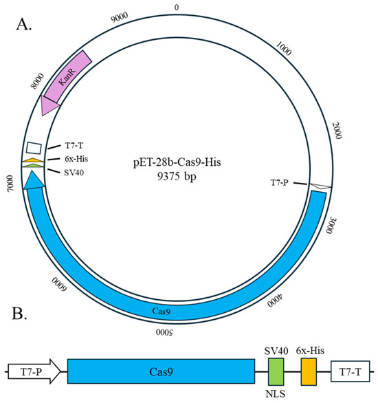 Optimizing Recombinant Cas9 Expression: Insights from E. coli BL21(DE3) Strains for Enhanced ...