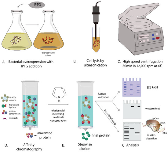 Optimizing Recombinant Cas9 Expression: Insights from E. coli BL21(DE3) Strains for Enhanced ...