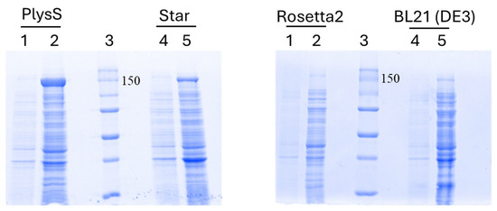 Optimizing Recombinant Cas9 Expression: Insights from E. coli BL21(DE3) Strains for Enhanced ...