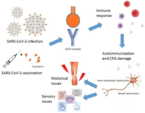 Biomedicines | Free Full-Text | The Impact of COVID-19 on the Guillain–Barré Syndrome Incidence