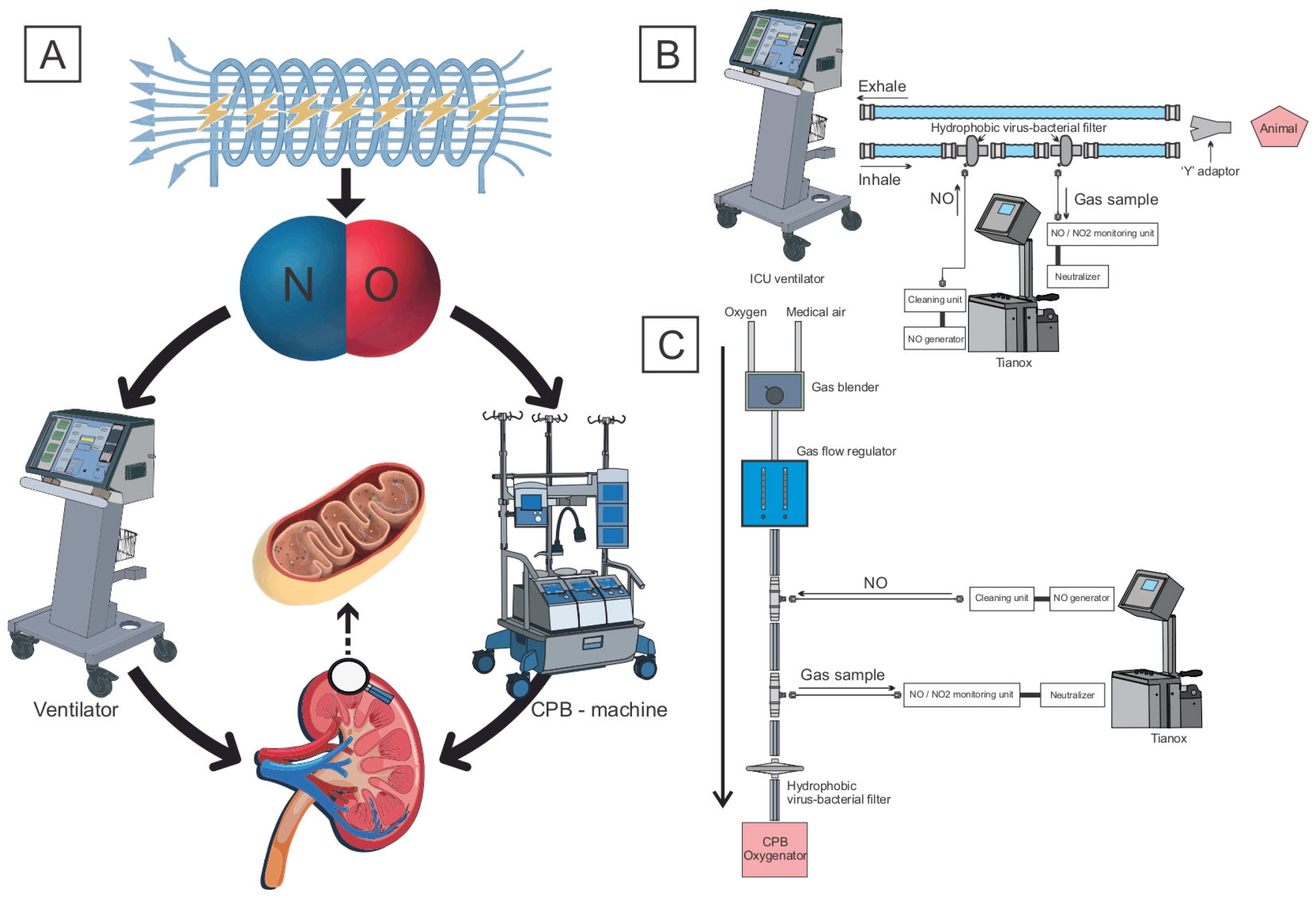 The Nephroprotective Effect of Nitric Oxide during Extracorporeal ...