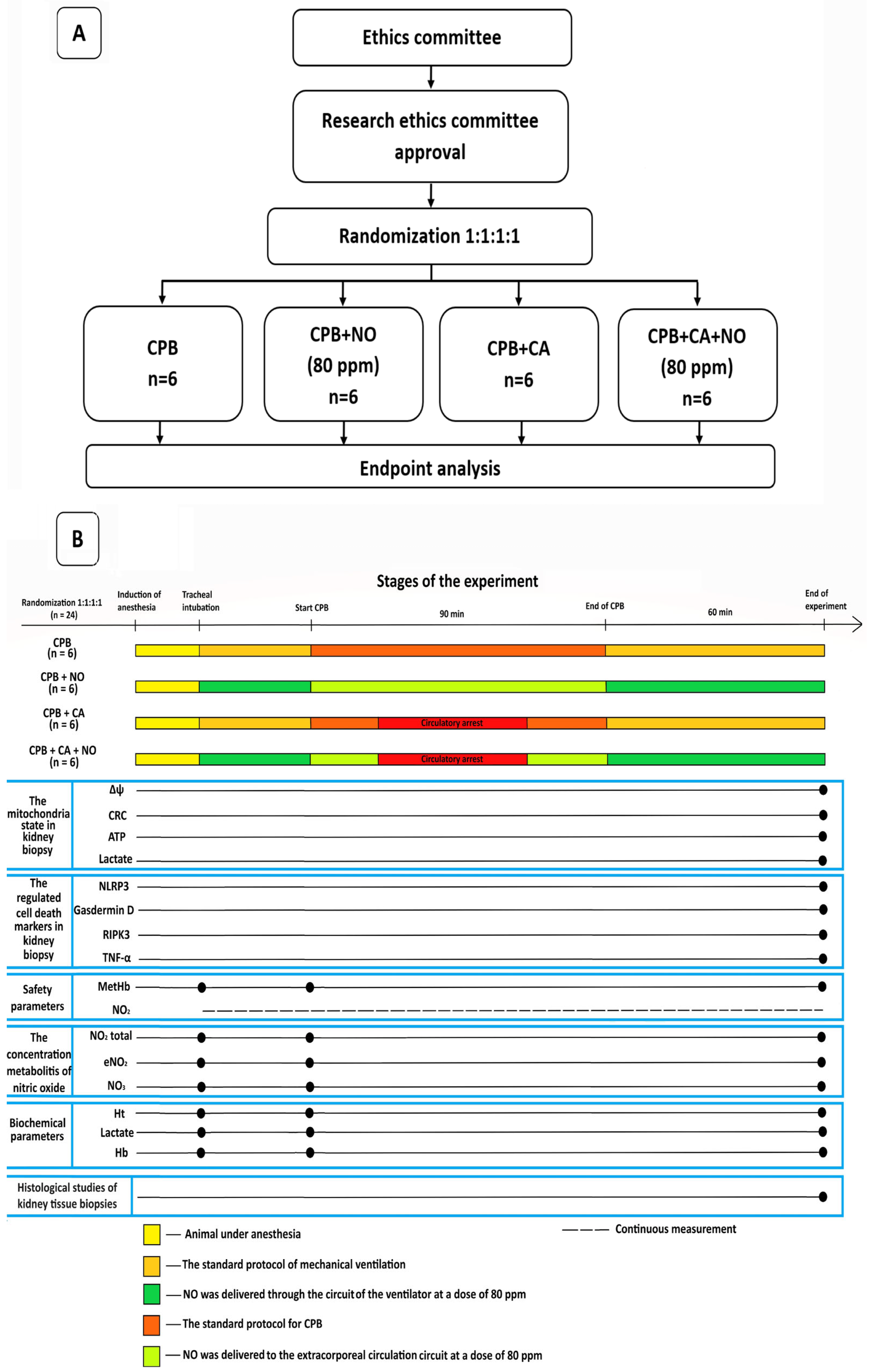 The Nephroprotective Effect of Nitric Oxide during Extracorporeal ...