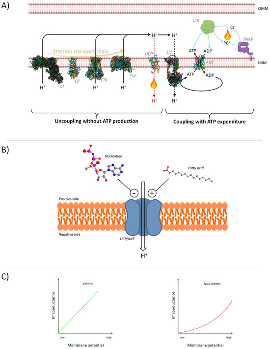 UCP2, a Member of the Mitochondrial Uncoupling Proteins: An Overview ...