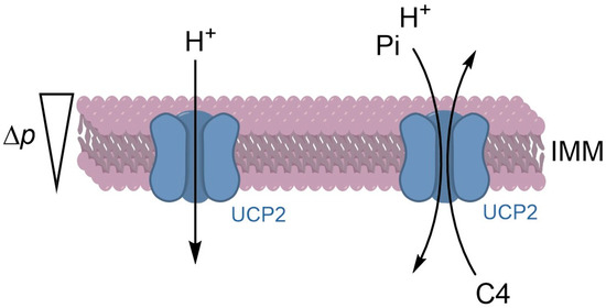 UCP2, a Member of the Mitochondrial Uncoupling Proteins: An Overview ...