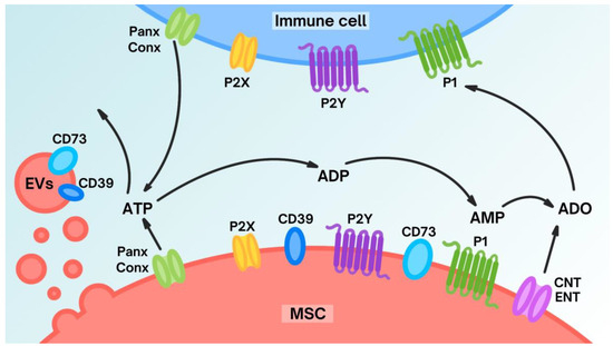Biomedicines | Free Full-Text | Mesenchymal Stem Cells and Purinergic Signaling in Autism ...