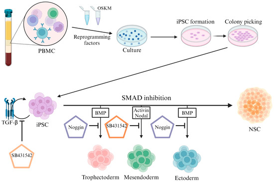 Biomedicines | Free Full-Text | Neuronal Cell Differentiation of iPSCs ...