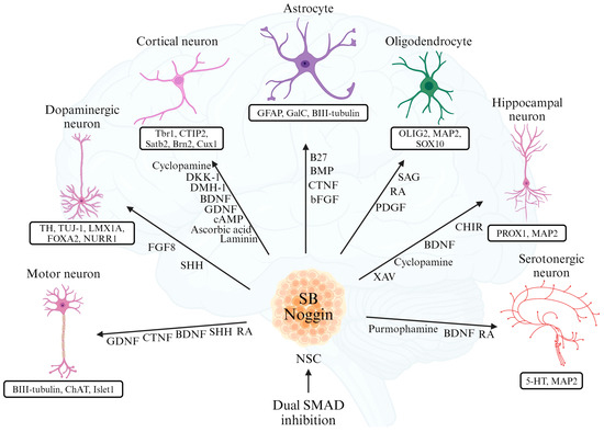 Biomedicines | Free Full-Text | Neuronal Cell Differentiation of iPSCs ...