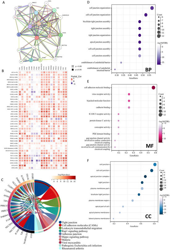Identification and Validation of JAM-A as a Novel Prognostic and Immune ...