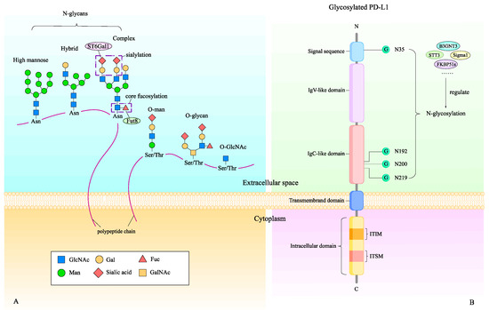 Biomedicines | Free Full-Text | Glycosylation and Its Role in Immune Checkpoint Proteins: From ...