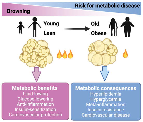 Thermogenic Fat as a New Obesity Management Tool: From Pharmaceutical ...