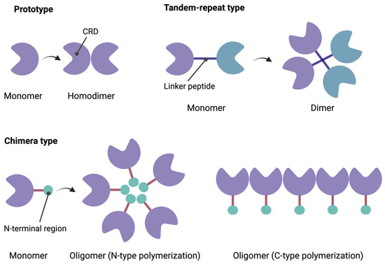 Biomedicines | Free Full-Text | Prognostic Influence of Galectin-1 in ...
