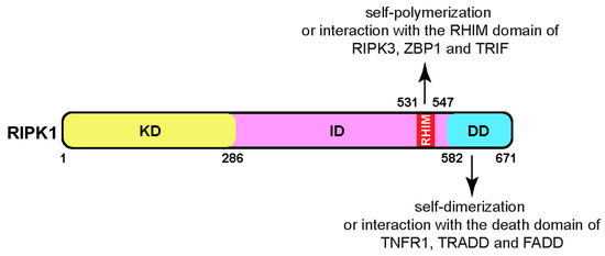 Regulation of RIPK1 Phosphorylation: Implications for Inflammation ...