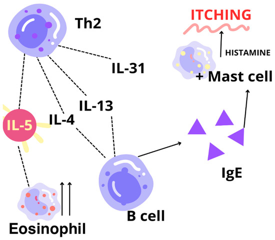 Biomedicines | Free Full-Text | Insight into IL-5 as a Potential Target ...