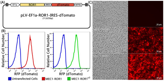 Variant Transcript of ROR1 ENST00000545203 Does Not Encode ROR1 Protein