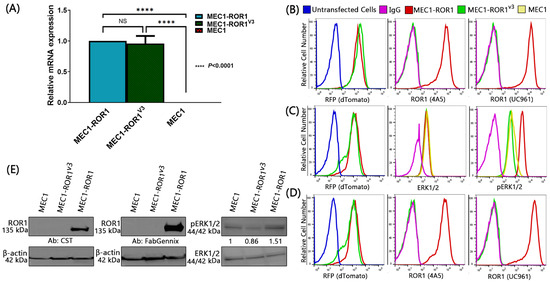 Variant Transcript of ROR1 ENST00000545203 Does Not Encode ROR1 Protein