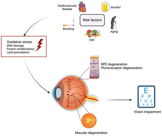 The Role of Reactive Oxygen Species in Age-Related Macular Degeneration ...