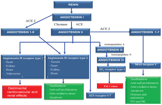 Updates on the Renin–Angiotensin–Aldosterone System and the ...