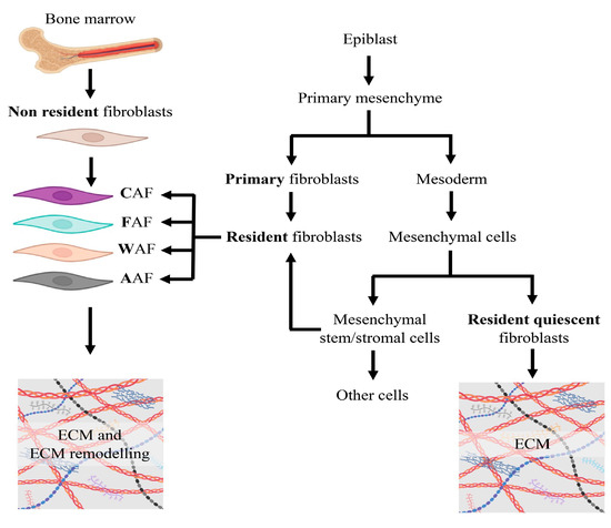 The Role of Fibroblasts in Skin Homeostasis and Repair