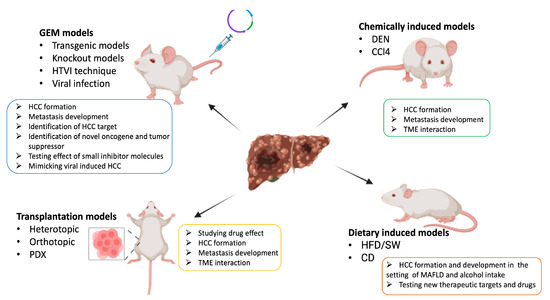 Preclinical Models of Hepatocellular Carcinoma: Current Utility ...