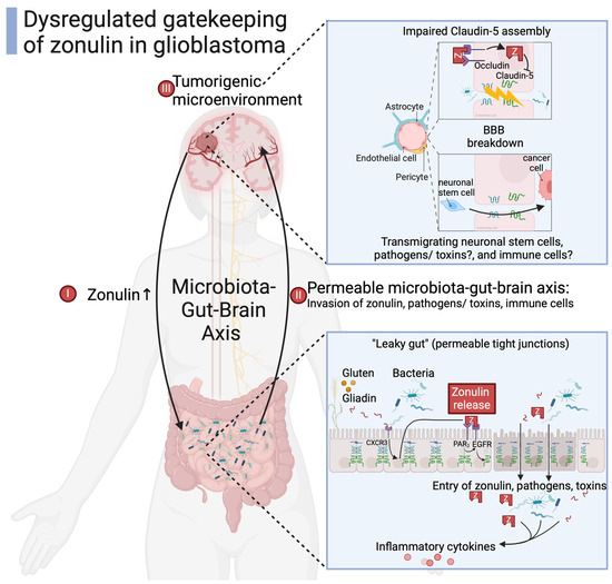 Zonulin as Gatekeeper in Gut–Brain Axis: Dysregulation in Glioblastoma