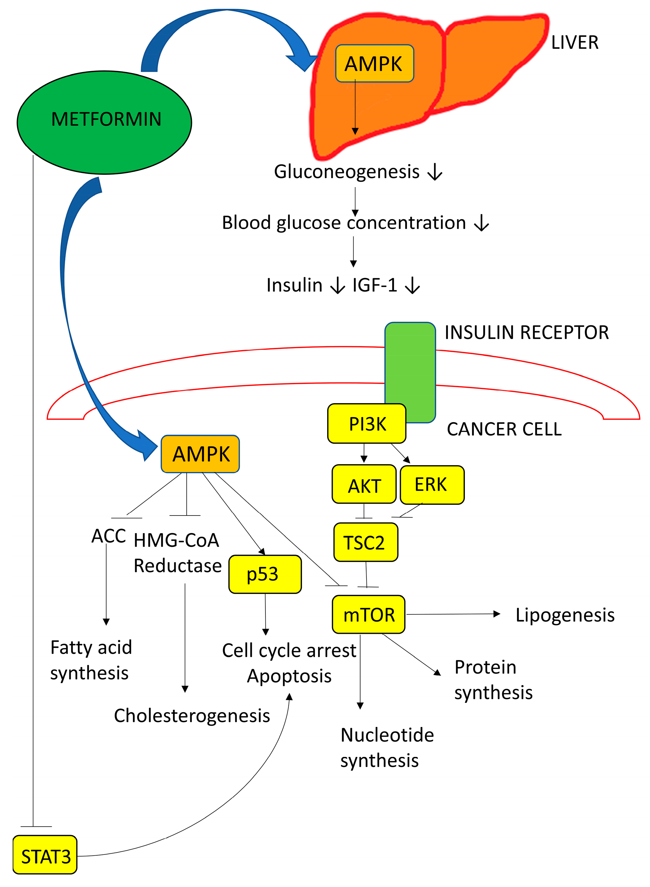 The Association of Metformin, Other Antidiabetic Medications, and ...