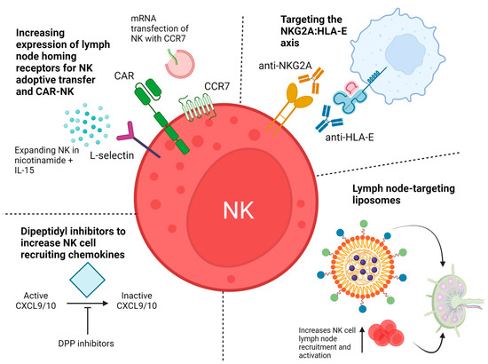 NK Cells in the Lymph Nodes and Their Role in Anti-Tumour Immunity