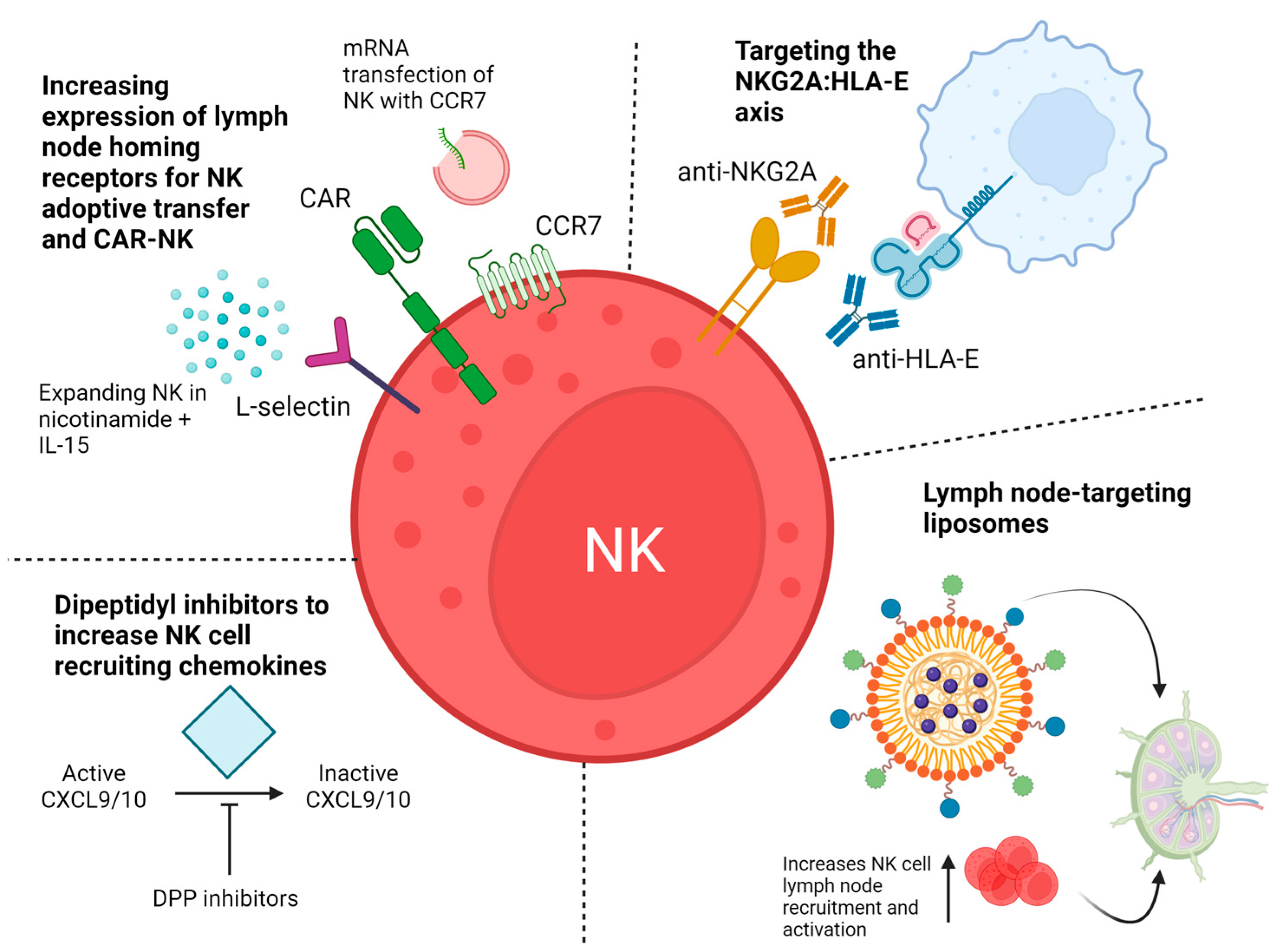 NK Cells in the Lymph Nodes and Their Role in Anti-Tumour Immunity