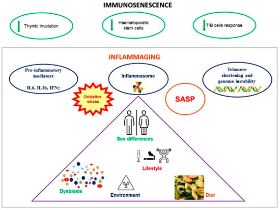 Inflammaging: The Next Challenge—Exploring the Role of Gut Microbiota ...