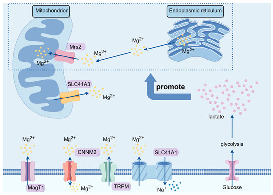 Biomedicines | Free Full-Text | Magnesium Ion: A New Switch in Tumor ...