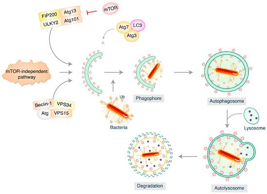 An Update on the Study of the Molecular Mechanisms Involved in ...