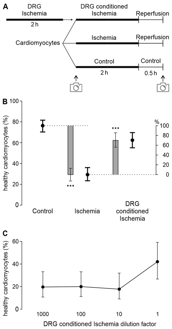 Sensory Neurons Release Cardioprotective Factors in an In Vitro ...