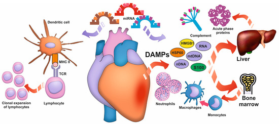 The Role of Inflammation in the Pathogenesis of Cardiogenic Shock ...