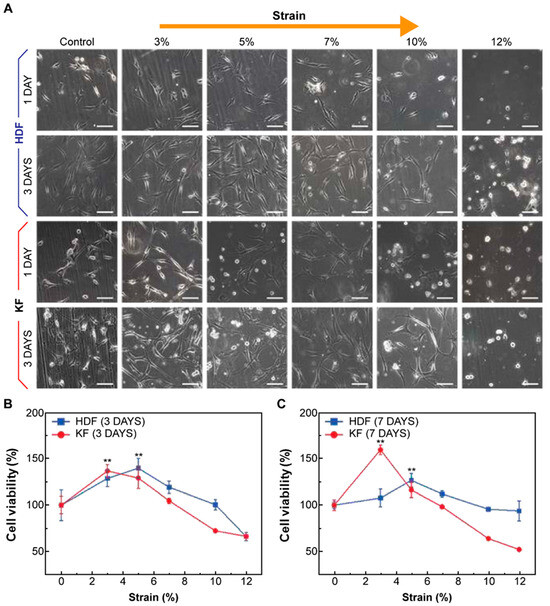 Increased Susceptibility to Mechanical Stretch Drives the Persistence ...
