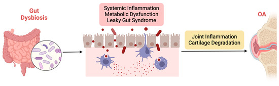 Exploring the Interconnection between Metabolic Dysfunction and Gut ...