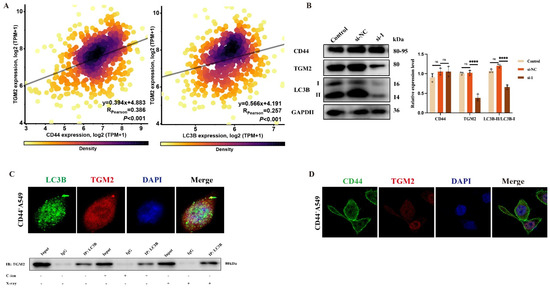 TGM2-Mediated Autophagy Contributes to the Radio-Resistance of Non ...