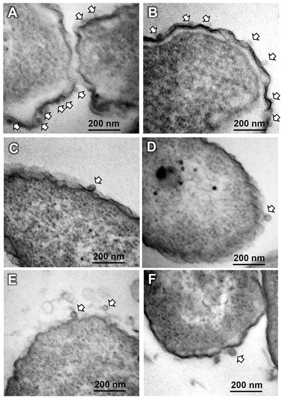 Biofilm Prevention and Removal in Non-Target Pseudomonas Strain by ...