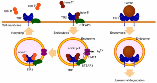 The Mechanism and Latest Research Progress of Blood–Brain Barrier ...