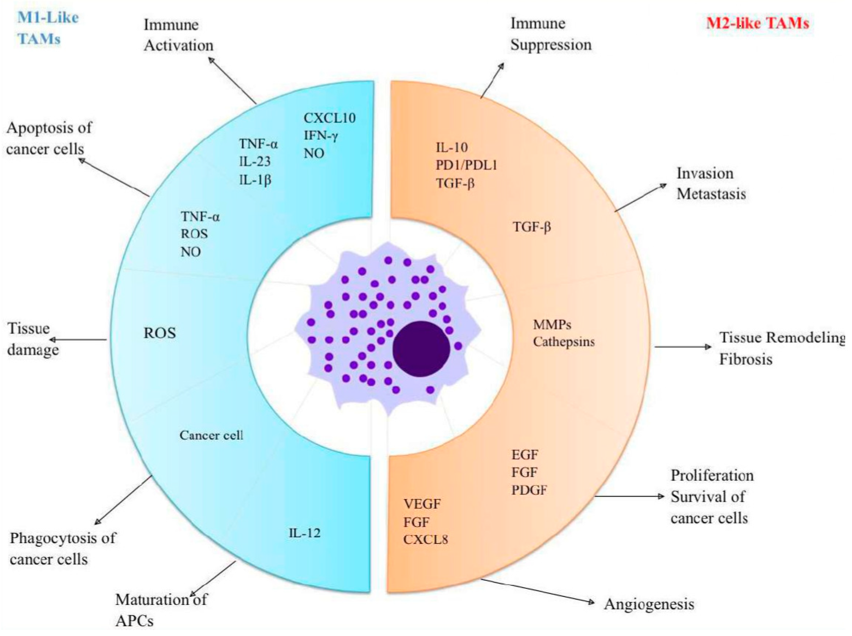 Macrophages as Potential Therapeutic Targets in Acute Myeloid Leukemia