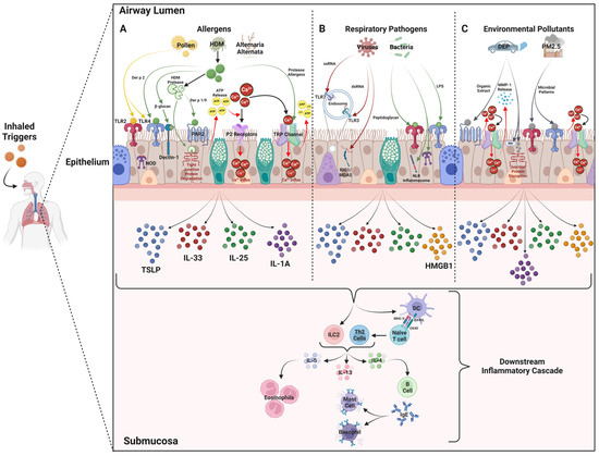 Regulation of Airway Epithelial-Derived Alarmins in Asthma ...