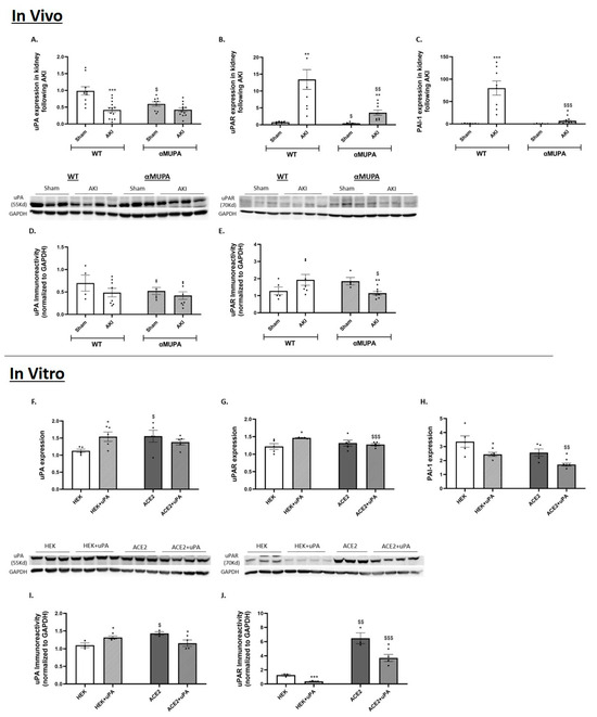 Potential Nephroprotective Effect of uPA against Ischemia/Reperfusion ...