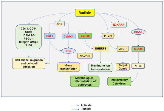 Radixin: Roles in the Nervous System and Beyond
