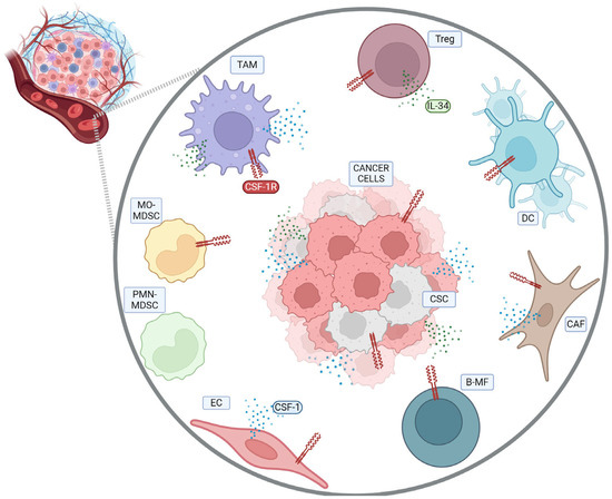 Insights into CSF-1R Expression in the Tumor Microenvironment