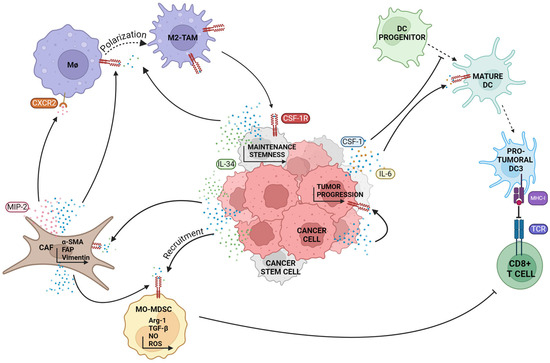 Insights into CSF-1R Expression in the Tumor Microenvironment
